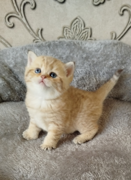 Zalatoy shinshila tabby