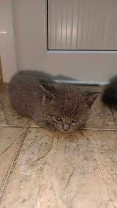 Британский котенок