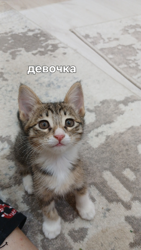 Отдам в хорошие руки