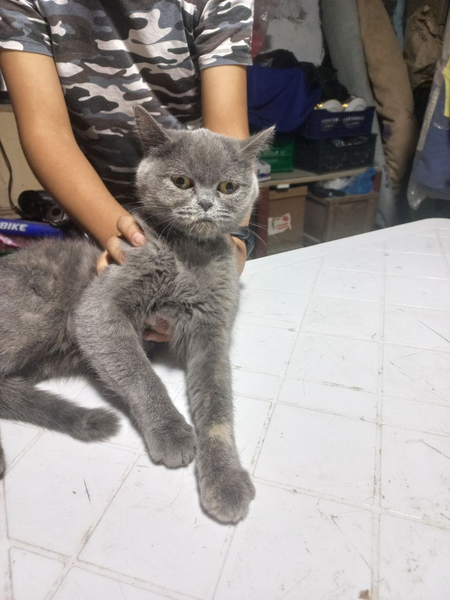Mushuk. Koshka sotiladi