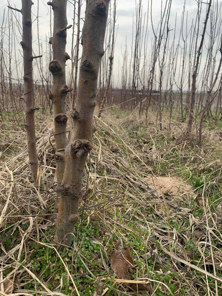 Пакана (карлик) олма кучатлар