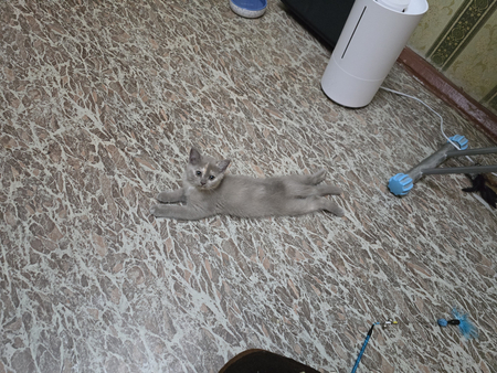 Шотландский котёнок породистая девочка