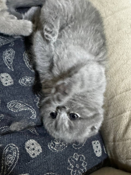 Девочка шиншилла шоколад