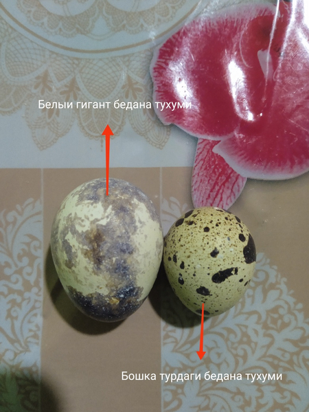 Белый гигант бедана