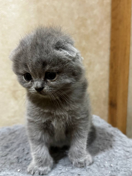 Котята Страйт и фолд на продажу
