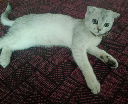 Срочно продаётся котёнок скоттиш фолд