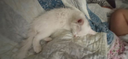 Продается котёнок