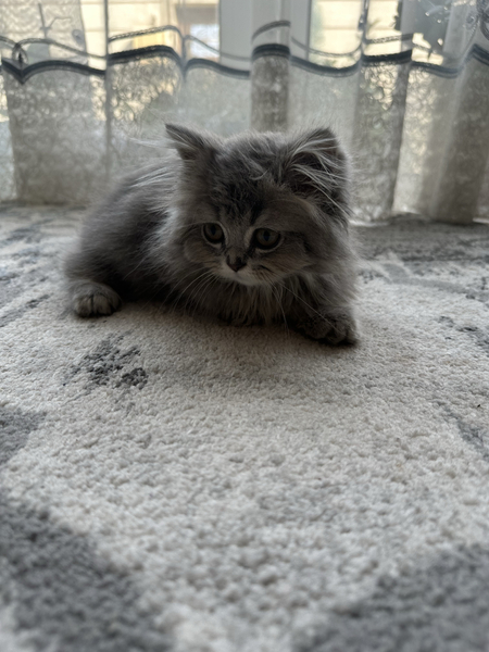Кошка, порода: Серебристая шиншилла
