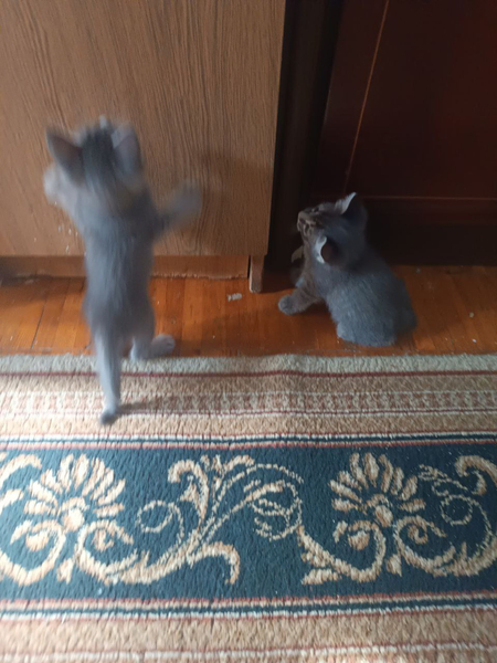 Отдам котят в хорошие руки