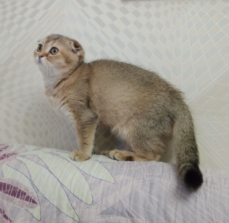 Шотландские вислоухие котята