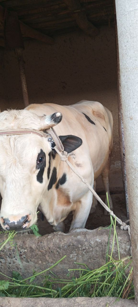Buqala sotiladi kelishiladi