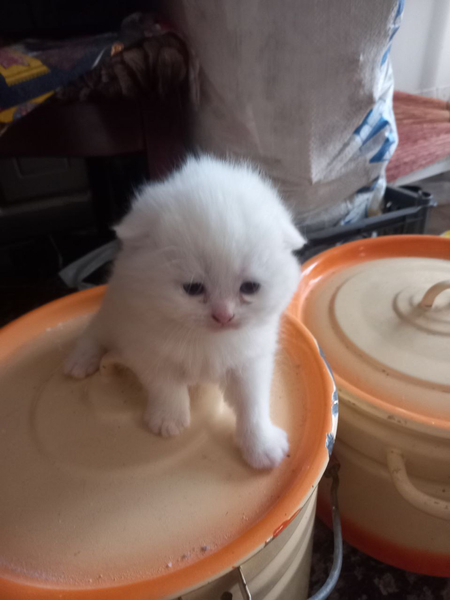 Продаются породистые котята