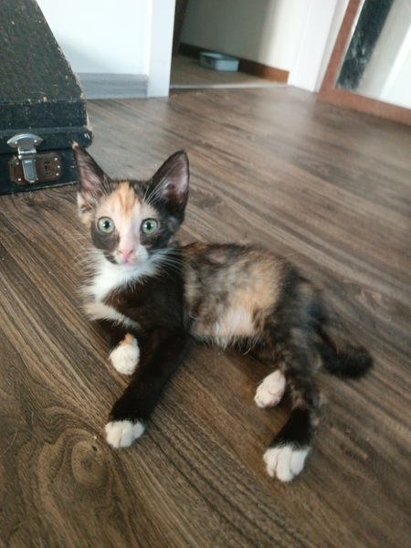 Котята в хорошие руки