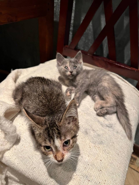 Бесплатно котята ищут дом