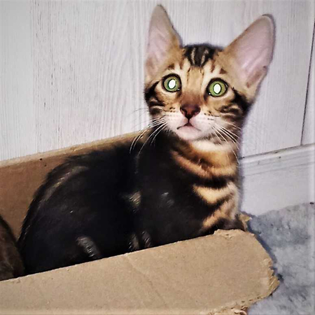 Бенгальский  котёнок
