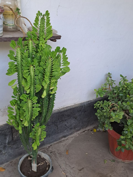 Gullar sotiladi...