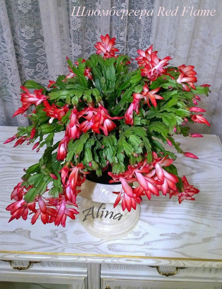 Сортовые шлюмбергеры (декабристы), сорт Red Flame