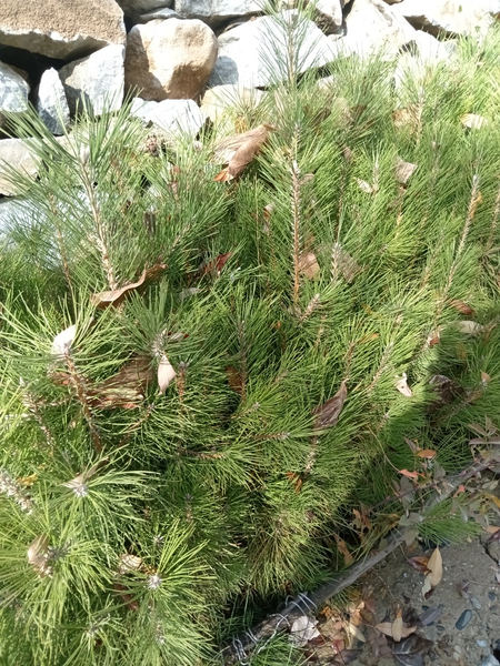 Крим Арча кучатлари