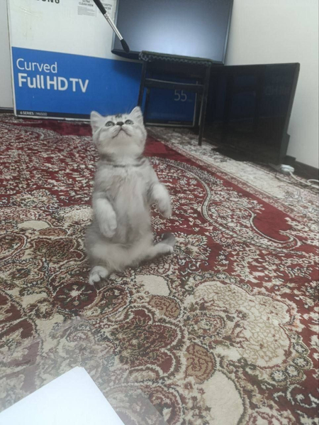 Mushuk sotiladi, 2 oylik