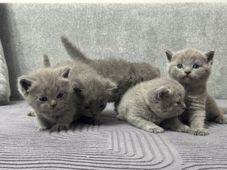 Котята британцы