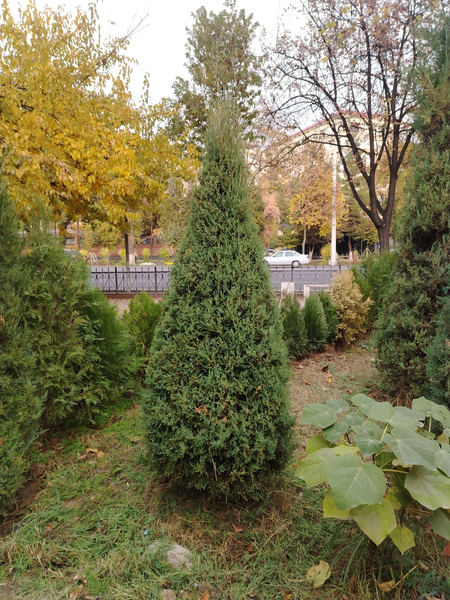 Archa kesish dorilash xizmatlari