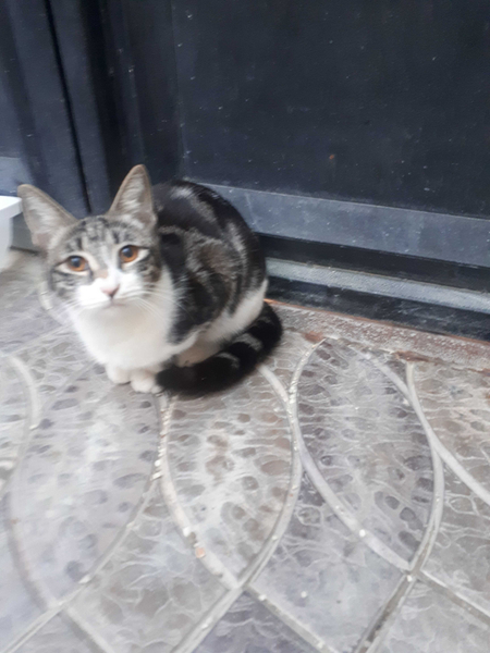 Кошка мушук котёнок