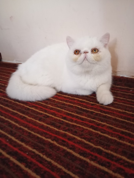 Эгзотик тоза 6ойлик Киз бола