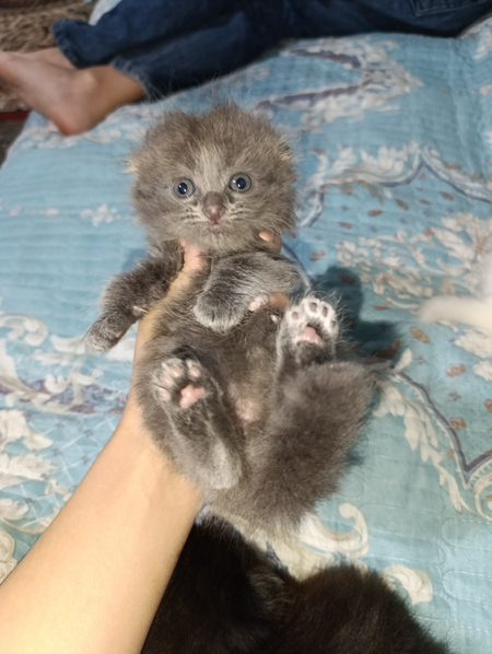 Скоттиш фулд и страйт
