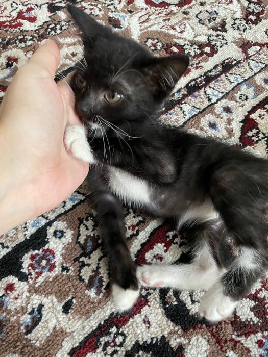 Отдам кота в хорошие руки