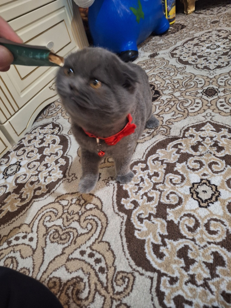 Scottish fold . Mushukchalar