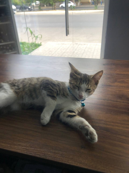 Котёнок мальчик 3 месяца, в добрые руки
