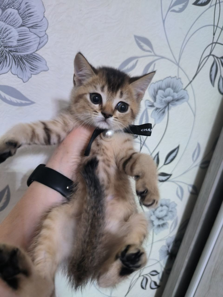 Прекрасные котята скотишь страйт золотая шиншилла