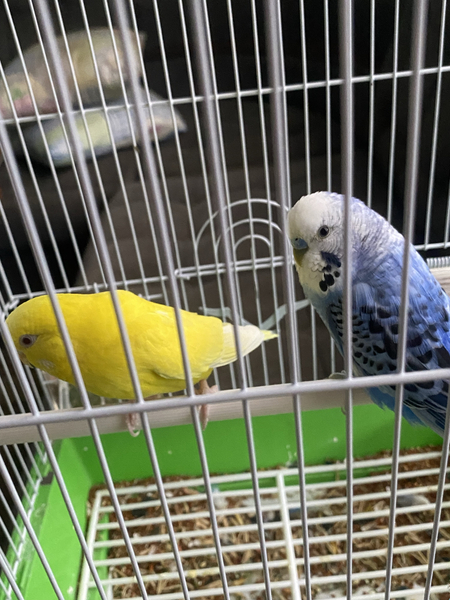 Попугайи с клеткой в подарок