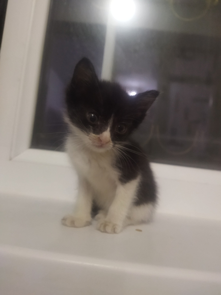Маленький котенок