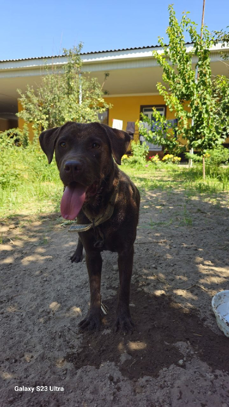 Labrador 1 yillik