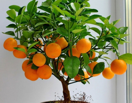 Limon , apelsin, mandarin