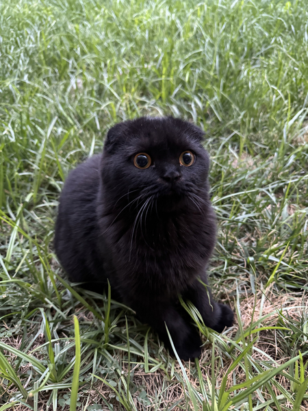 Скоттиш фолд Котенок 5 месяц