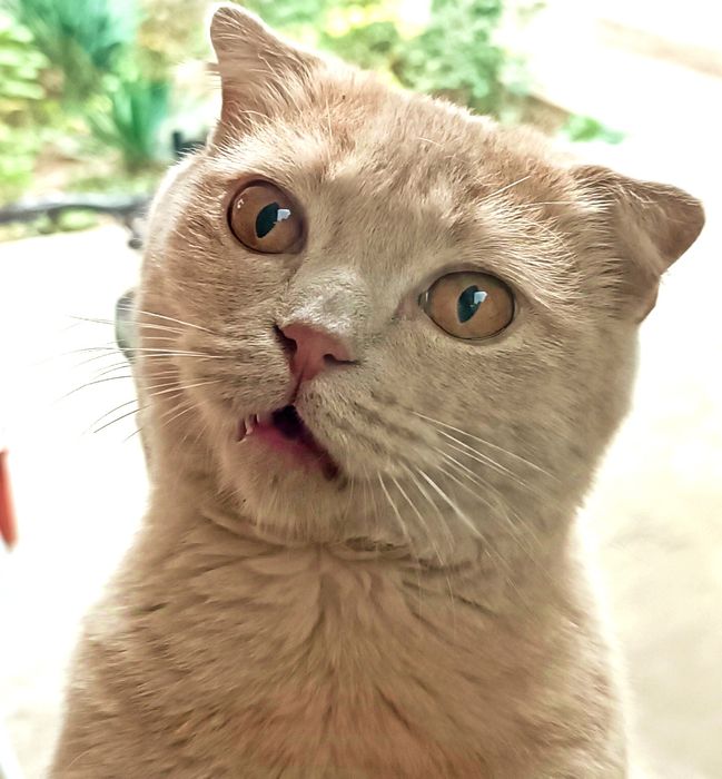 Шотландская вислоухая кот
