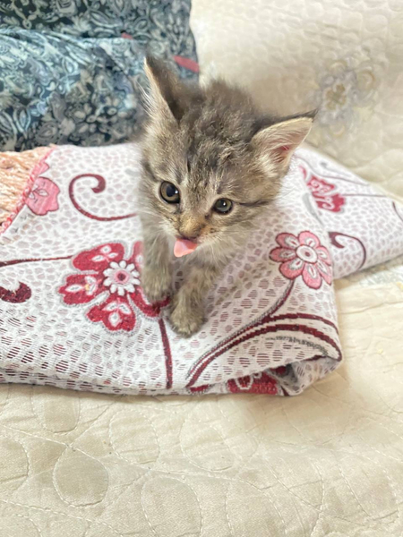 Отдам котенка в добрые руки