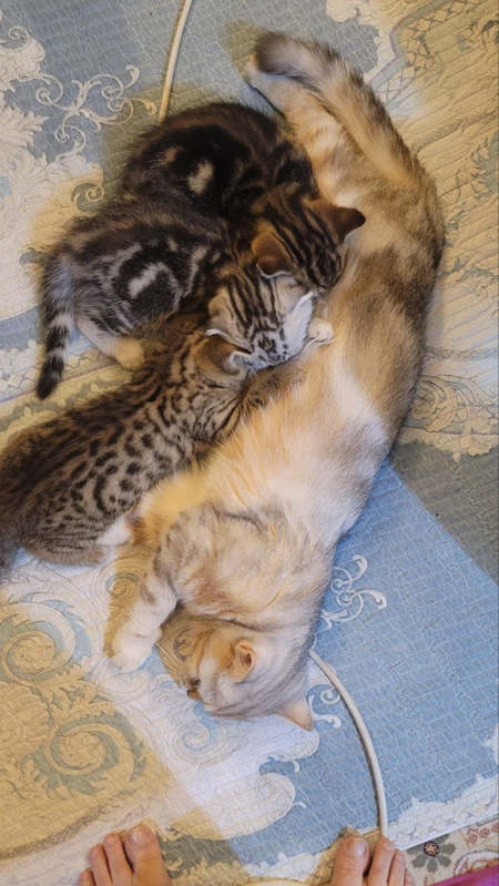 1.5 месяц.