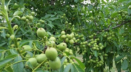 Barcha mevali daraxt kuchatlarimiz bor sortiga qonuniy kafolat berilad