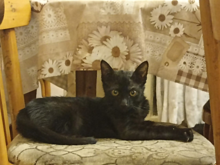 Пристраиваются котята