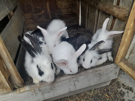 Продам кроликов 8 штук