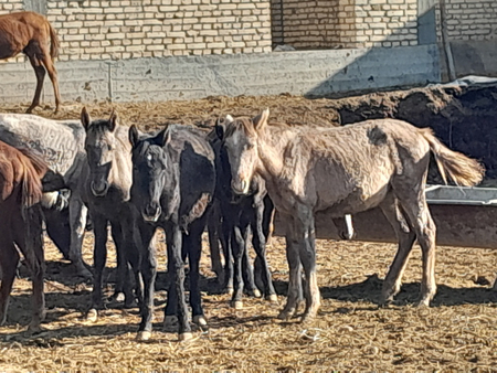 Erkak va moda toylar sotiladi soni 45ta