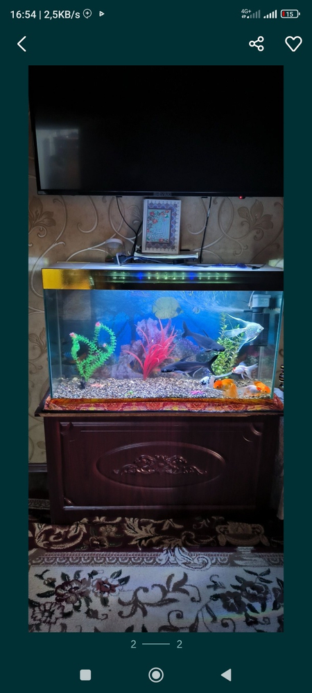 Akvarium Sotiladi Baliqlari bn 255 $