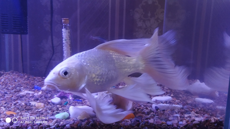 Akvarium baligʻi (butterfly koi)