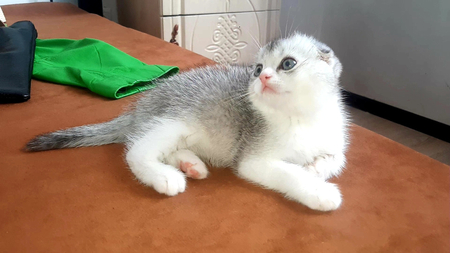 Скоттиш фолд котята