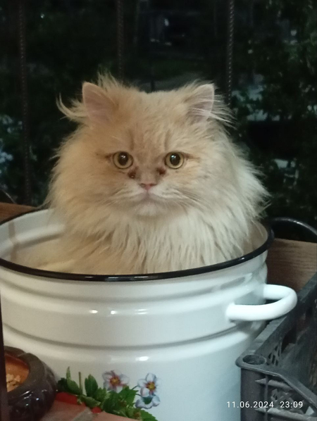 Персидский кошка