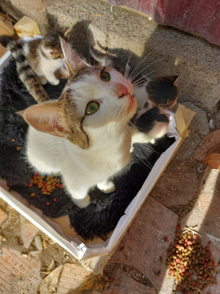Продаются котята