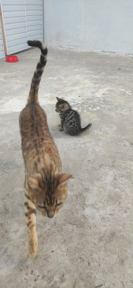 Mushuk sotiladi zotli ona bola